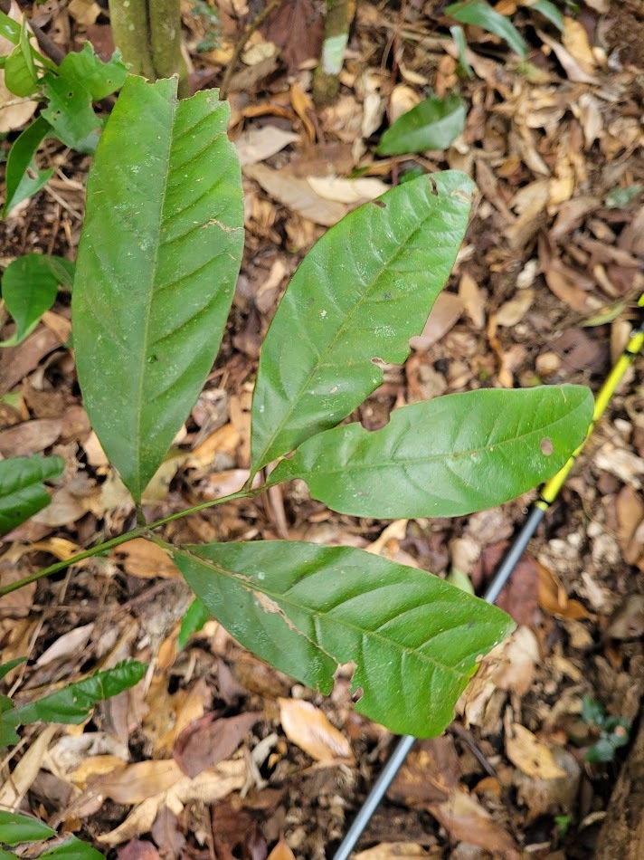 Engelhardia roxburghiana Wall.