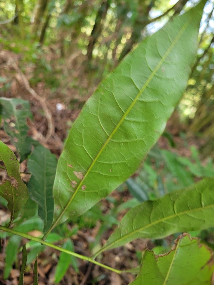 Engelhardia roxburghiana Wall.