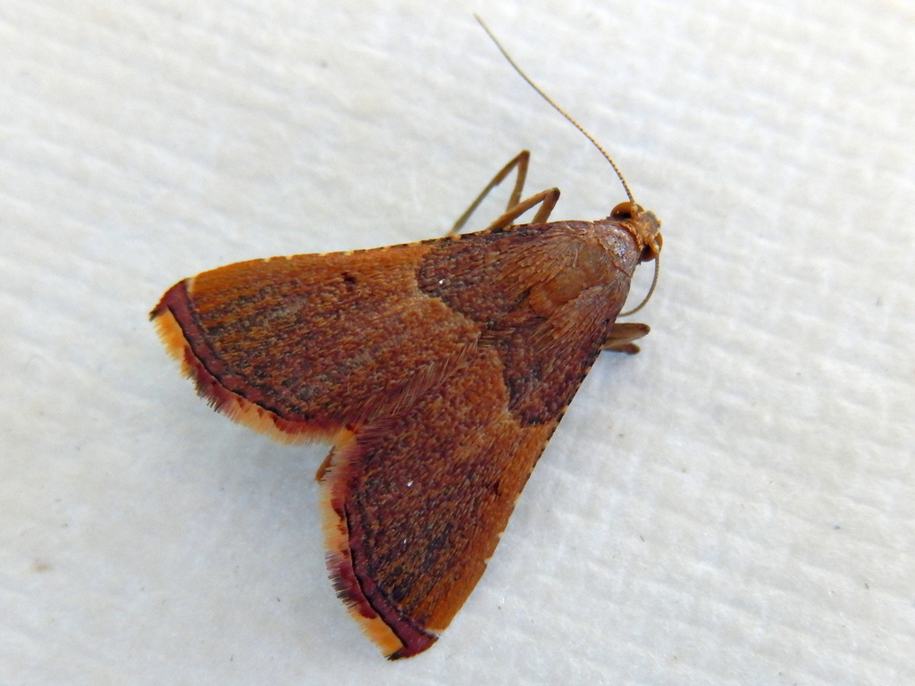 Endotricha mesenterialis from Sydney NSW, Australia on March 7, 2023 at ...