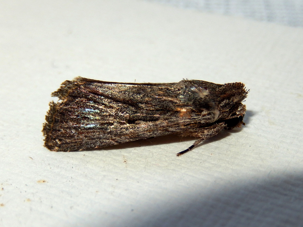 Lantana Stick Moth from Sydney NSW, Australia on March 07, 2023 at 08: ...