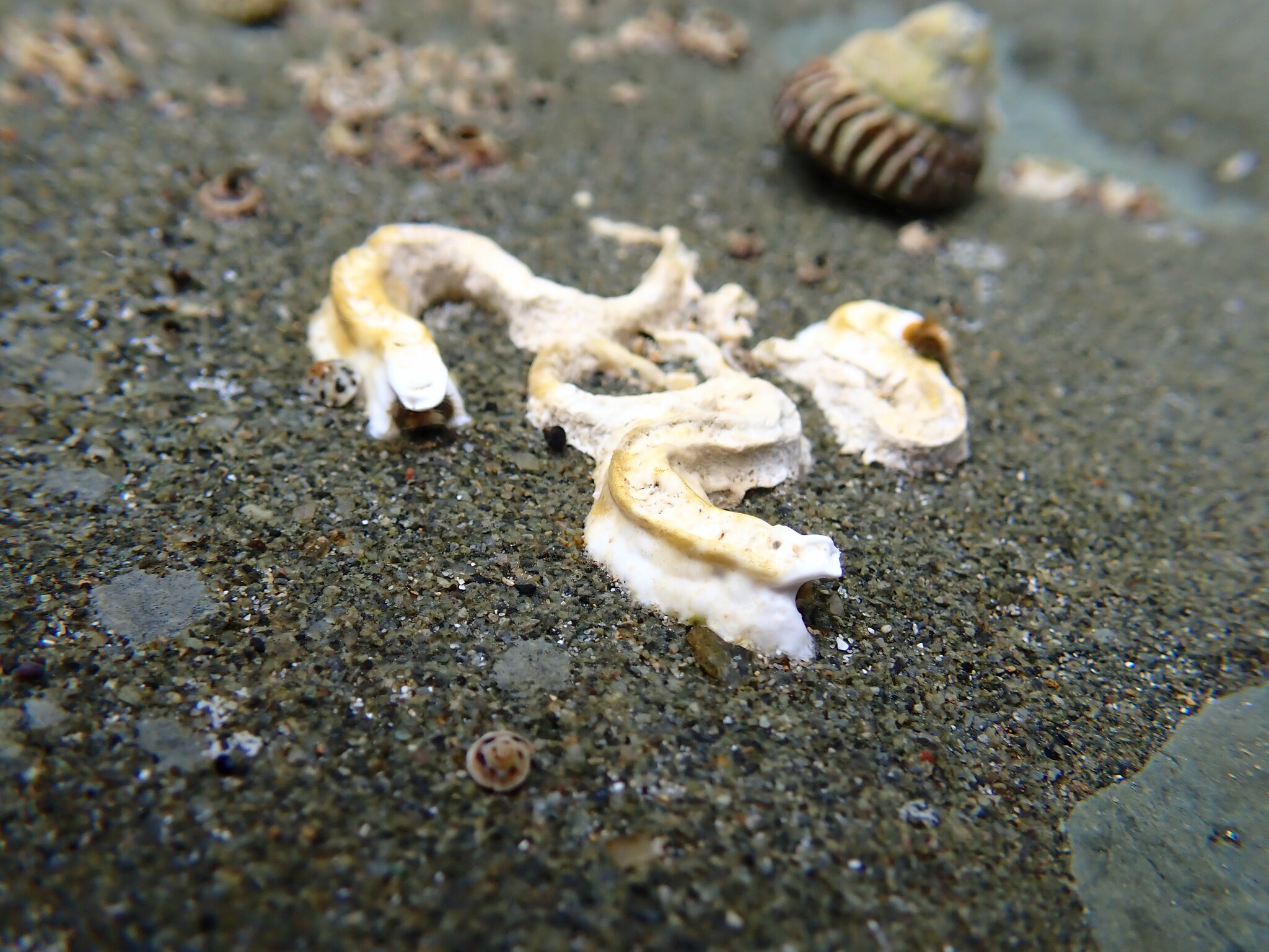 Galeolaria caespitosa Lamarck, 1818