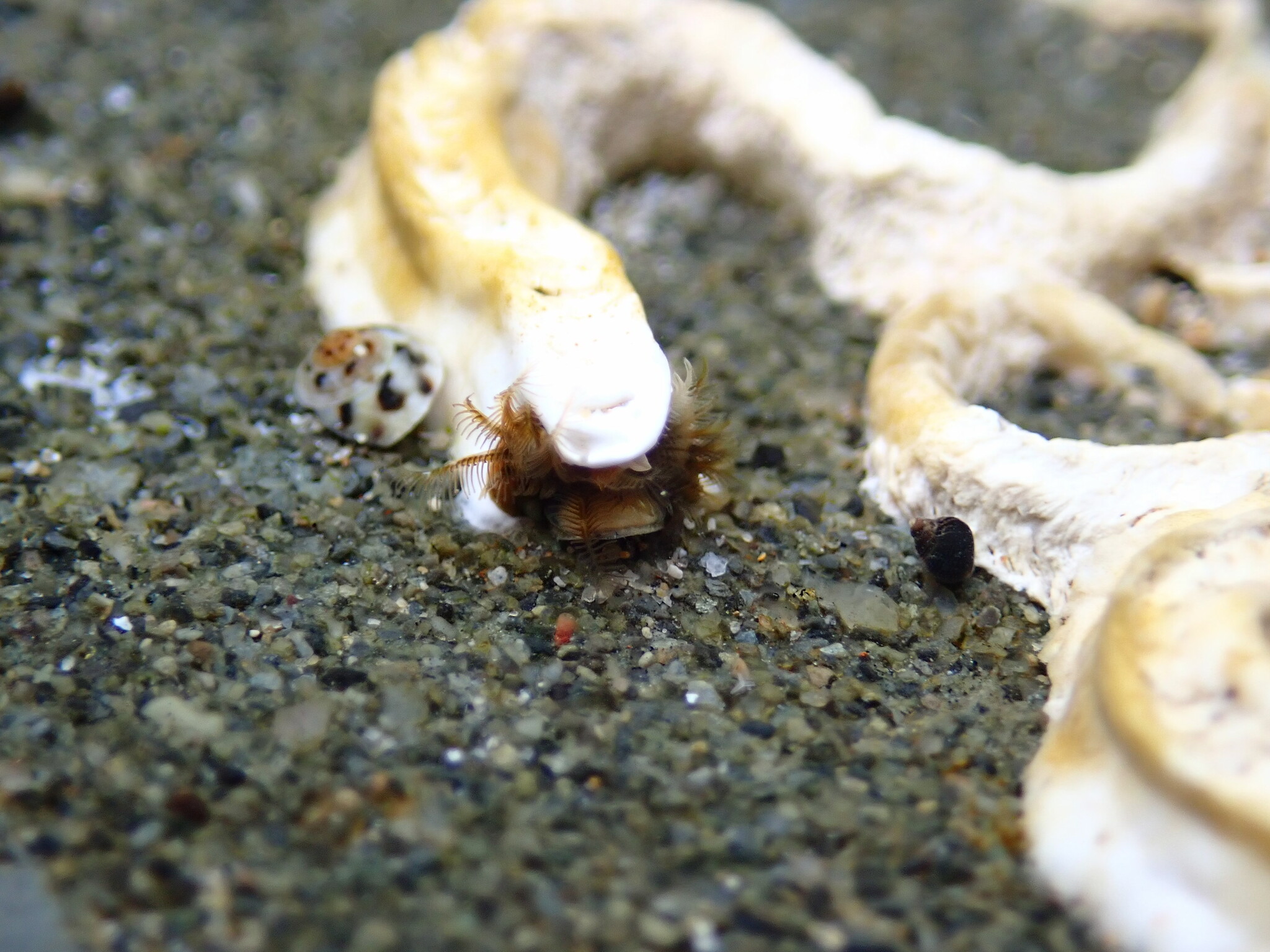 Galeolaria caespitosa Lamarck, 1818