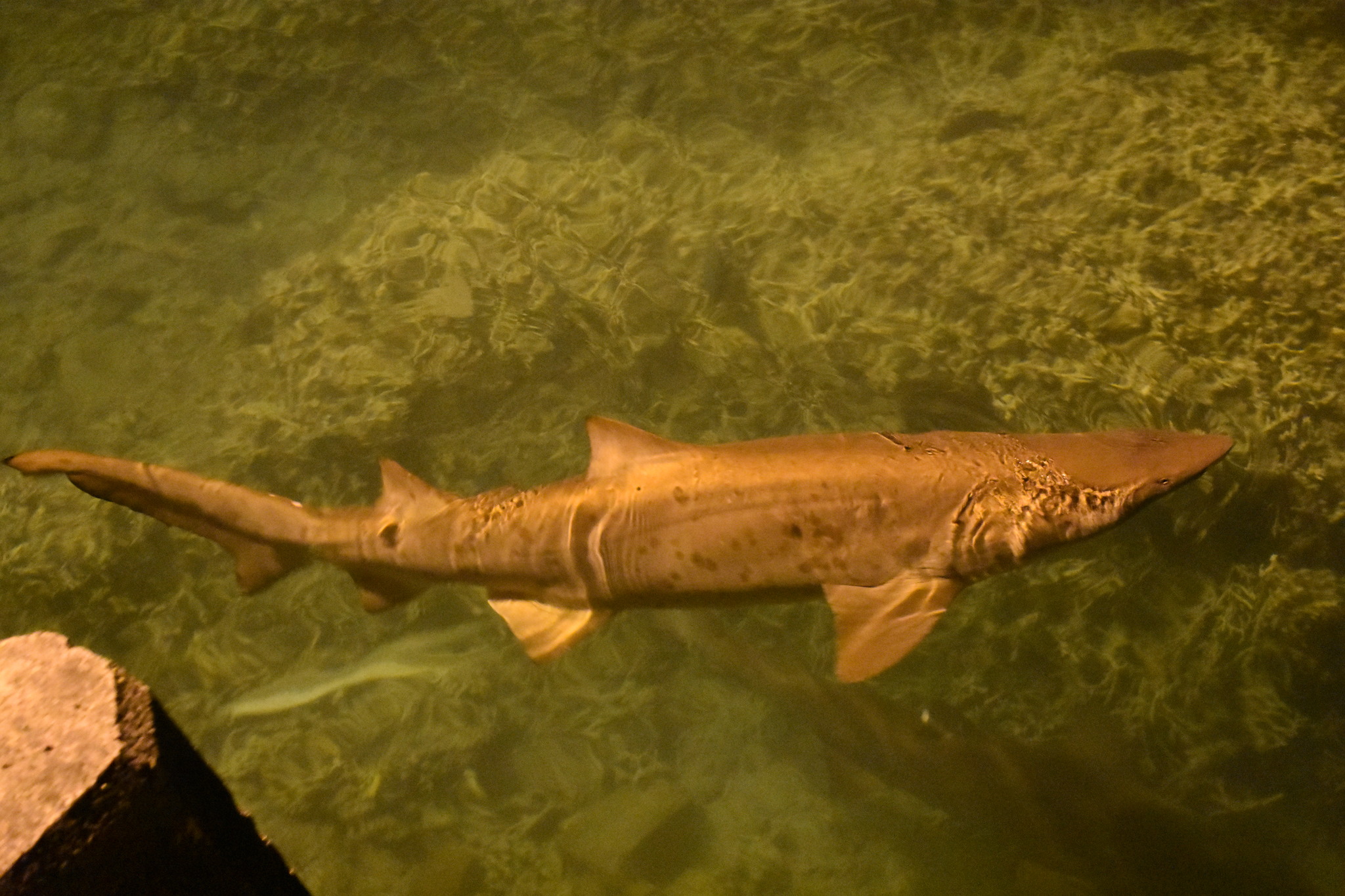 Lamniformes