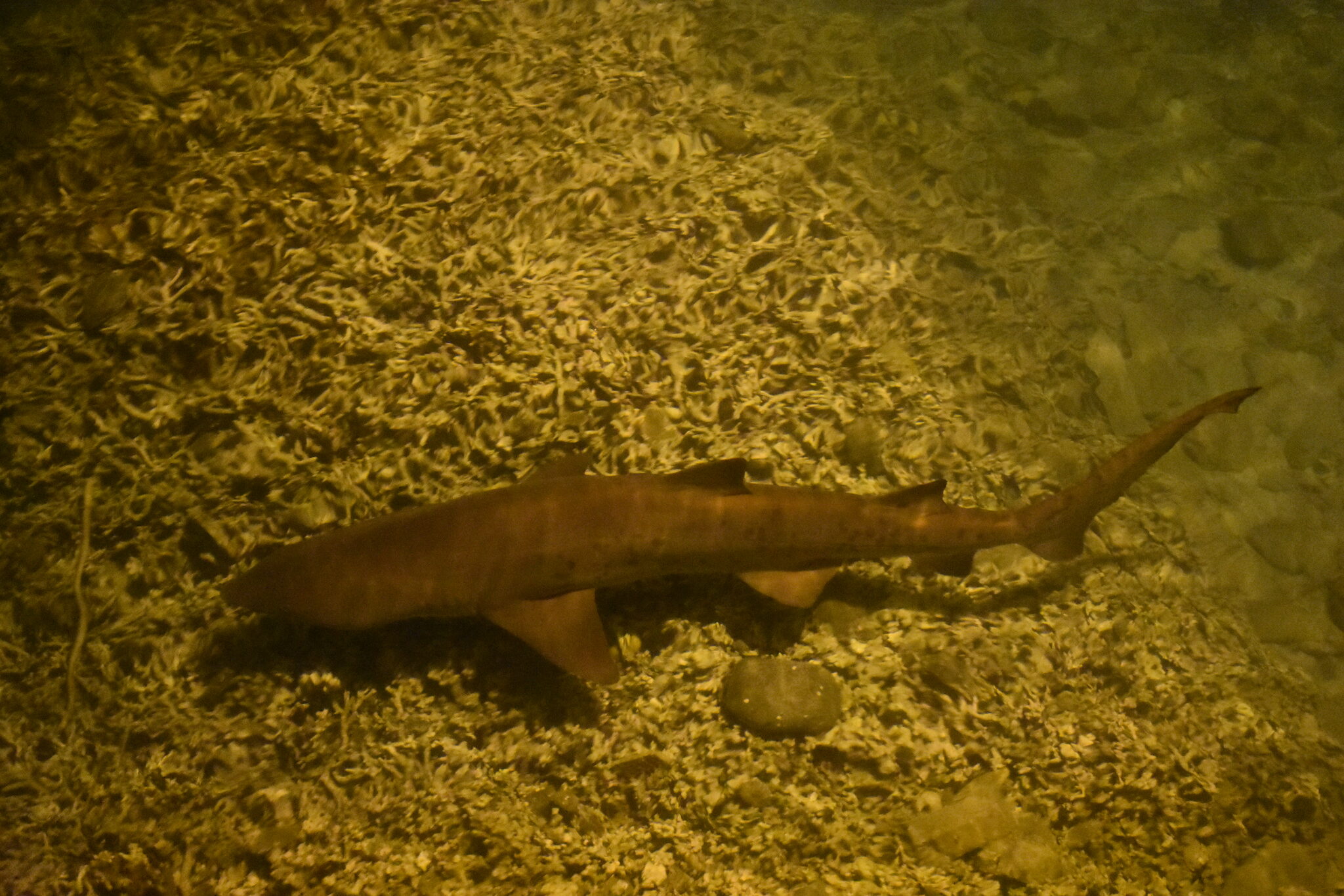 Lamniformes