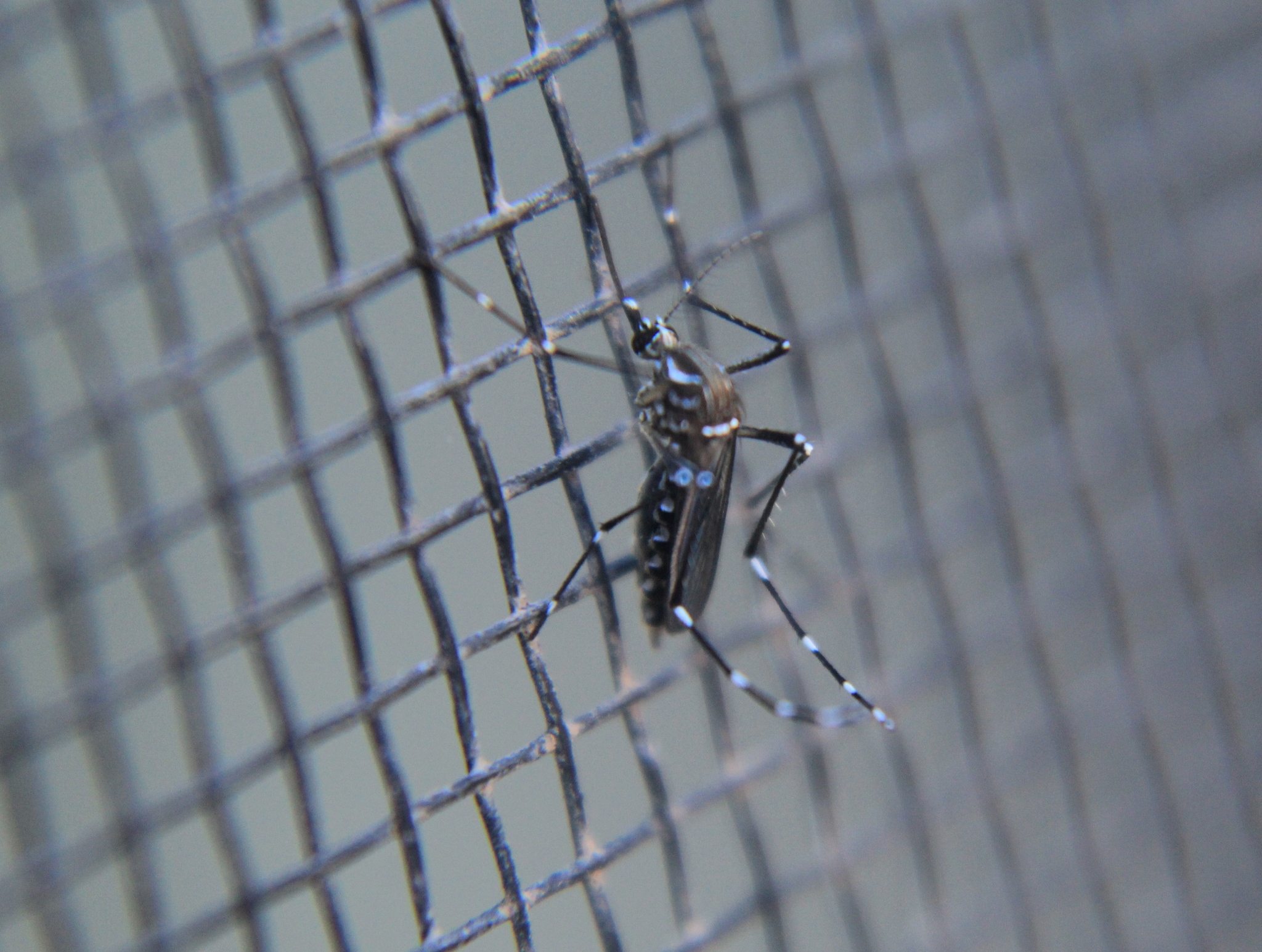 Aedes aegypti (Linnaeus, 1762)