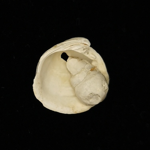 bowl-boring clam (Cucurbitula cymbium) · iNaturalist United Kingdom