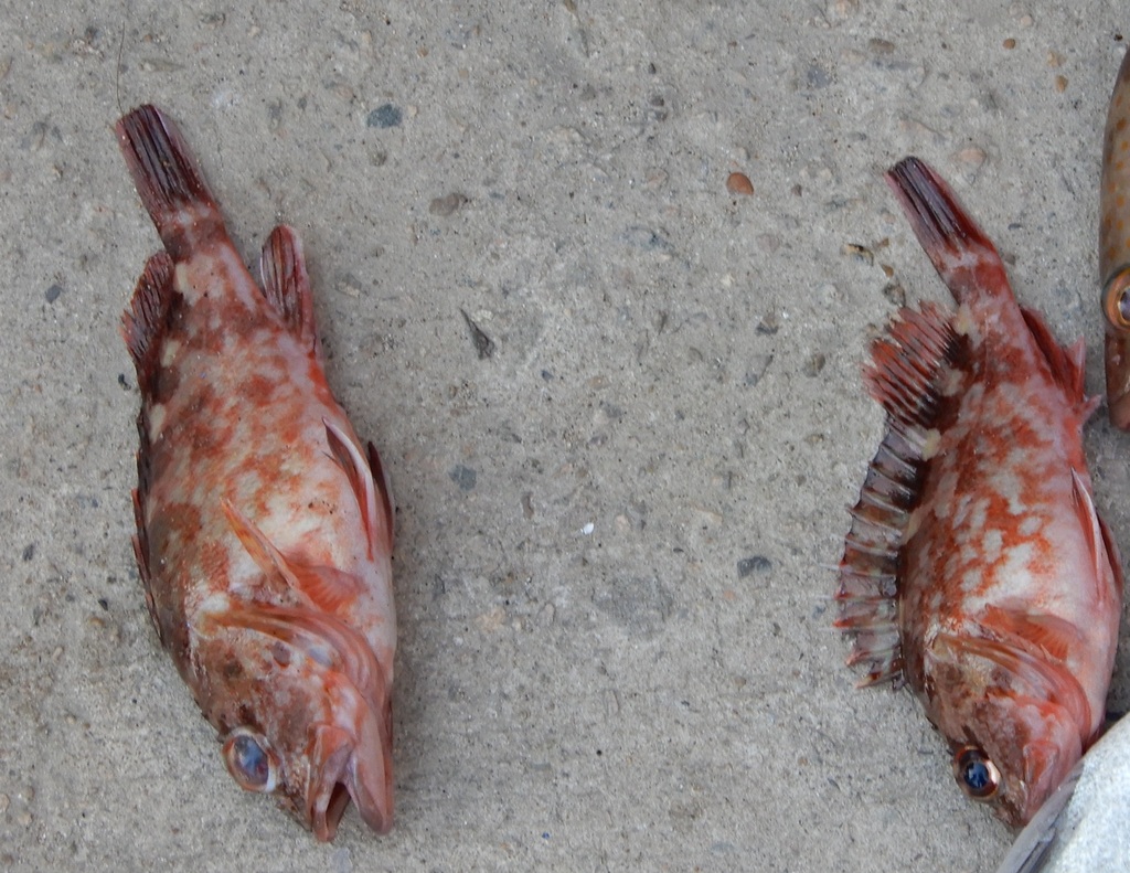 False Kelpfish from 莒光 on March 4, 2023 at 05:33 PM by 彭啟賢. 釣客附近海域釣起的魚 ...