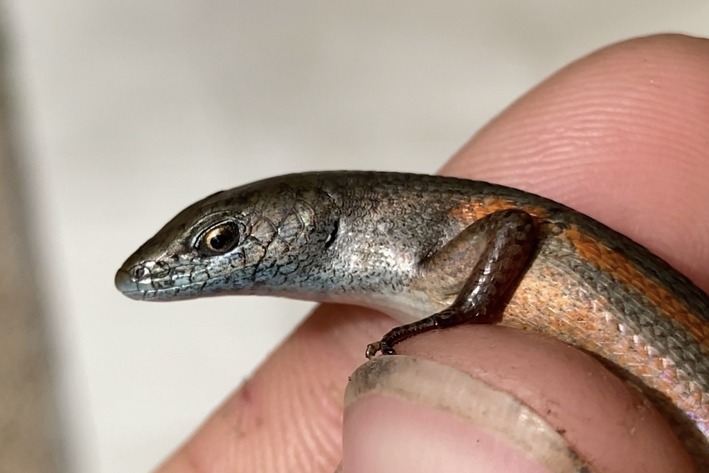 Elegant Rainbow Skink from JCU Townsville, Douglas, QLD, AU on March 7 ...