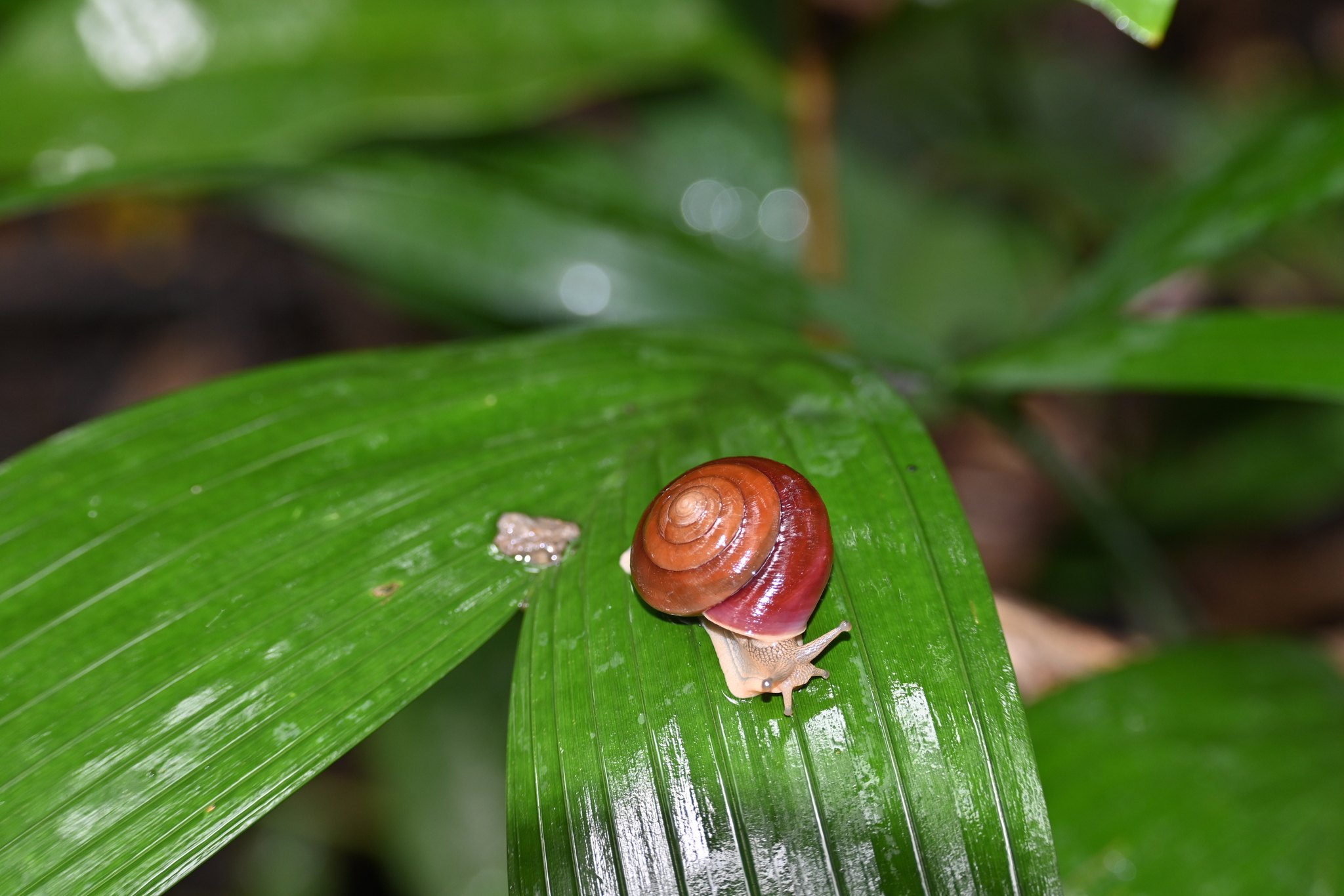 Quantula striata (J.E.Gray, 1834)