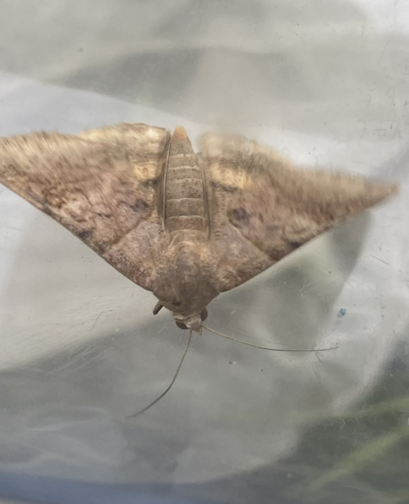 Brown-striped Semilooper in August 2022 by eggseries. オオウンモンクチバ ...