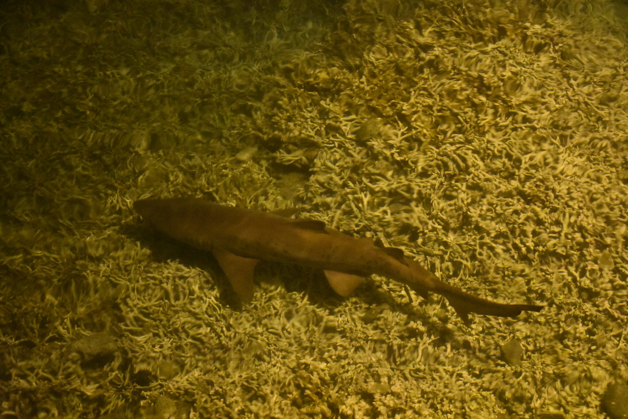 Lamniformes
