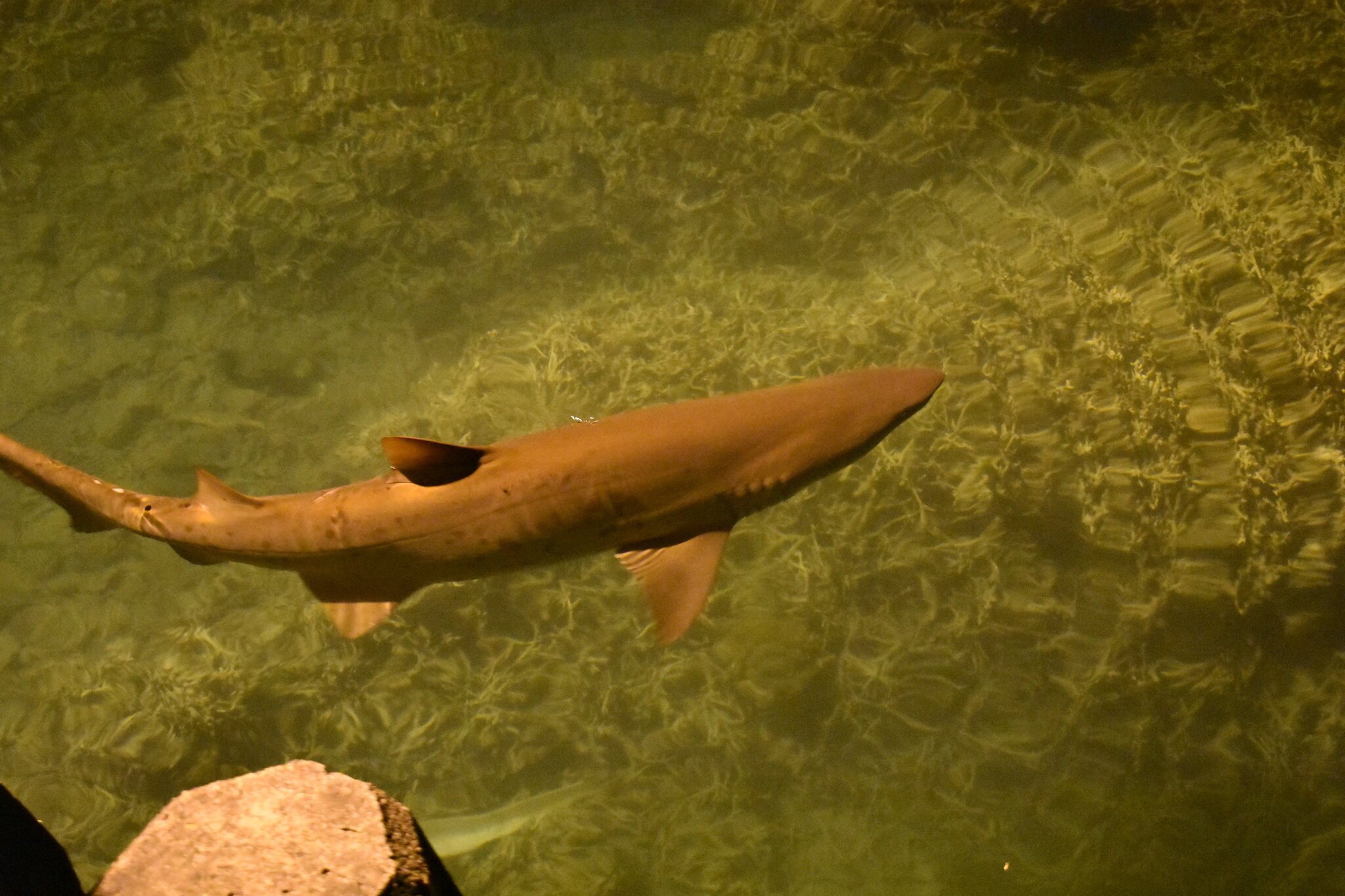 Lamniformes