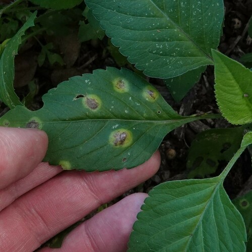 Entyloma guaraniticum · iNaturalist