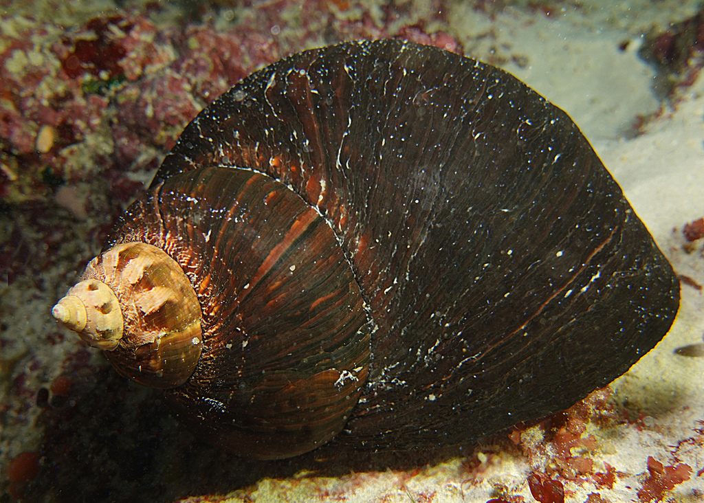 Turbo jourdani from Rottnest Island, WA, Australia on March 3, 2023 at ...