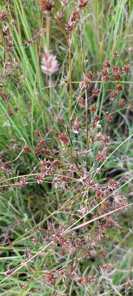 Cape Rush from Mbombela, South Africa on March 07, 2023 at 02:40 PM by ...