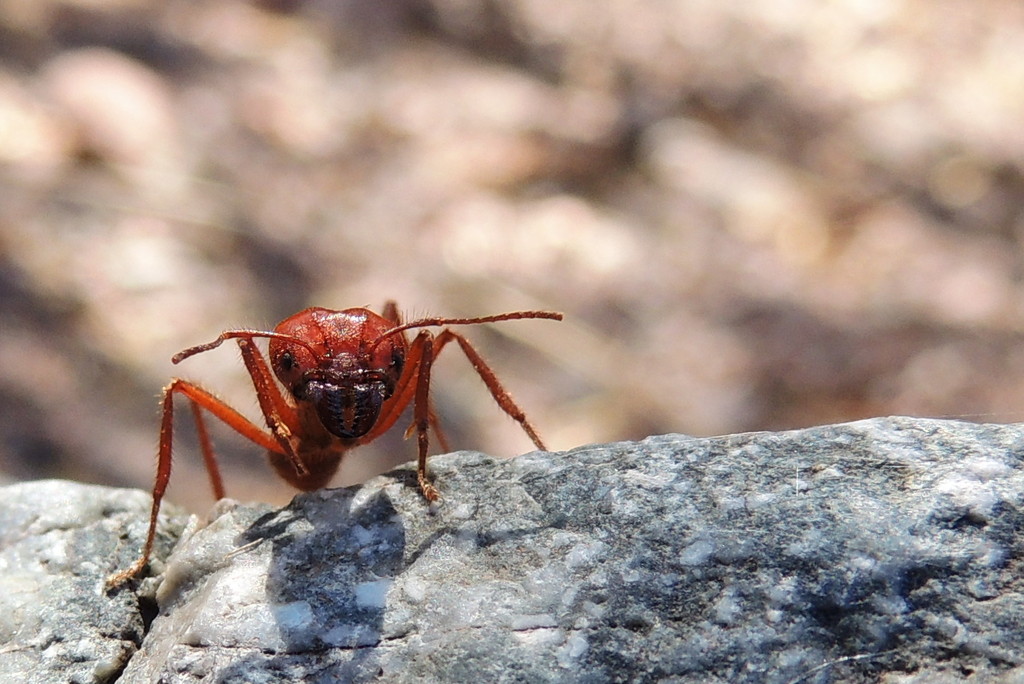 Chicatana Leafcutter Ant from Guanajuato, Gto. on February 23, 2013 by ...