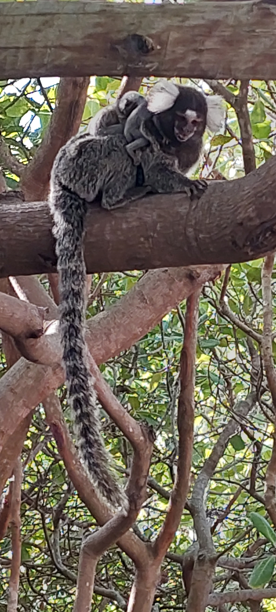 Callithrix jacchus (Linnaeus, 1758)