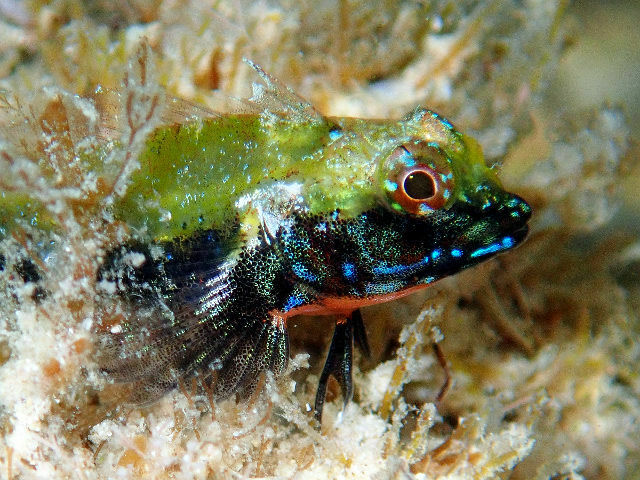 (Helcogramma) - Marine Life Identification