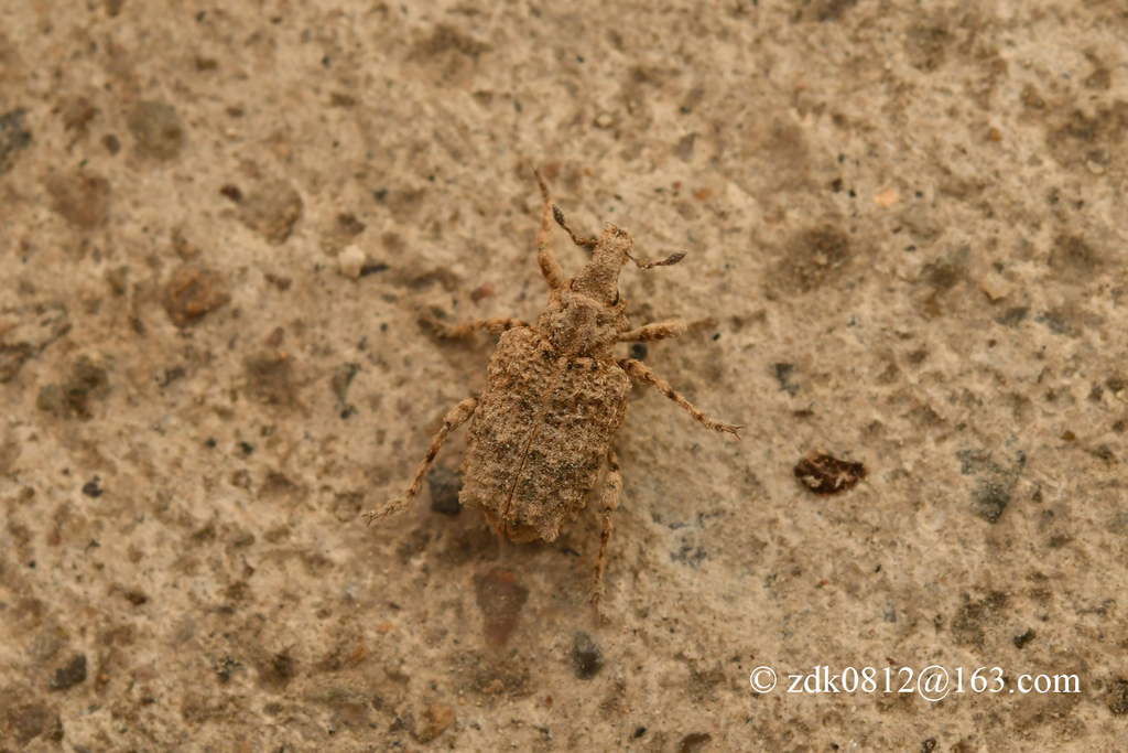 Gronops inaequalis from Xiangshan Haidian Beijing China on March 6 ...