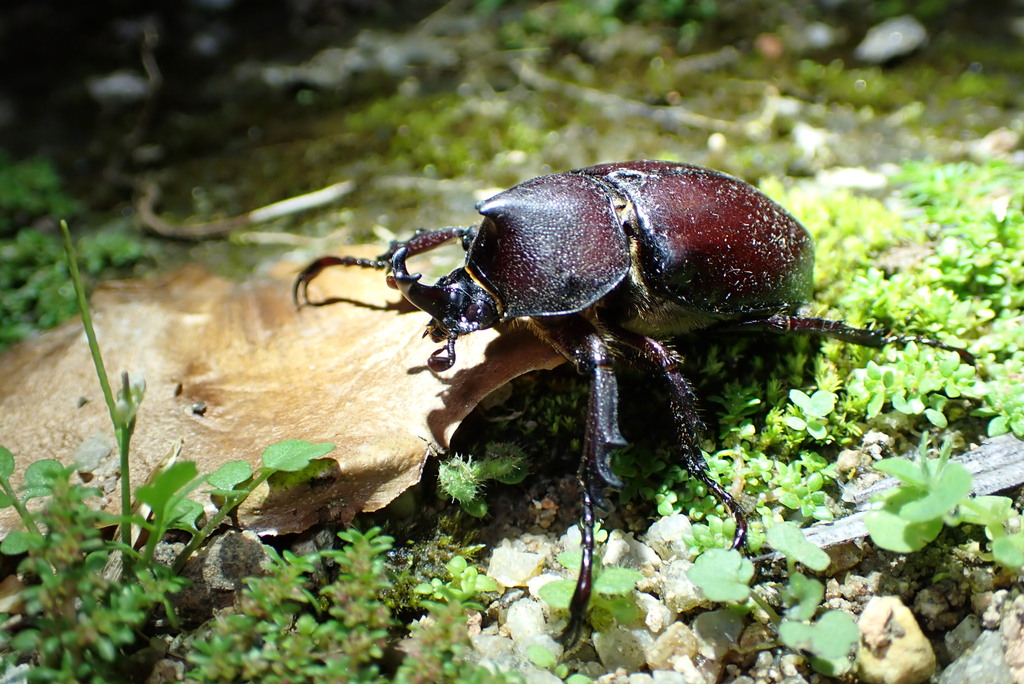 Xylotrupes pauliani from 馬來西亞彭亨福隆港 on February 21, 2023 at 08:12 PM by ...