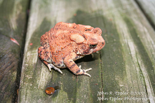 American Toad from Reston, VA, USA on August 11, 2007 at 09:04 AM by ...