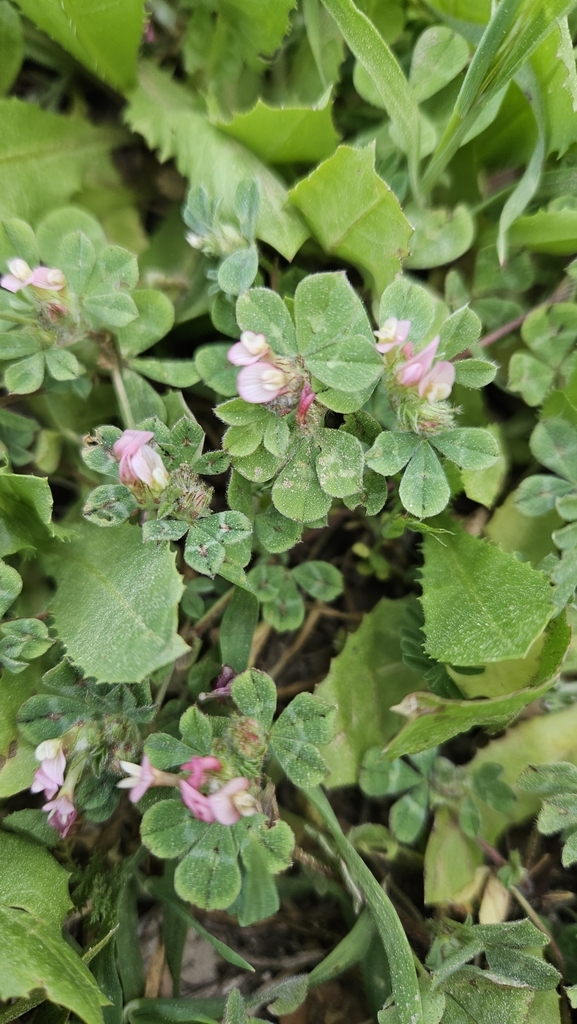 woolly round-head clover from Harei Yehuda, Israel on March 7, 2023 at ...