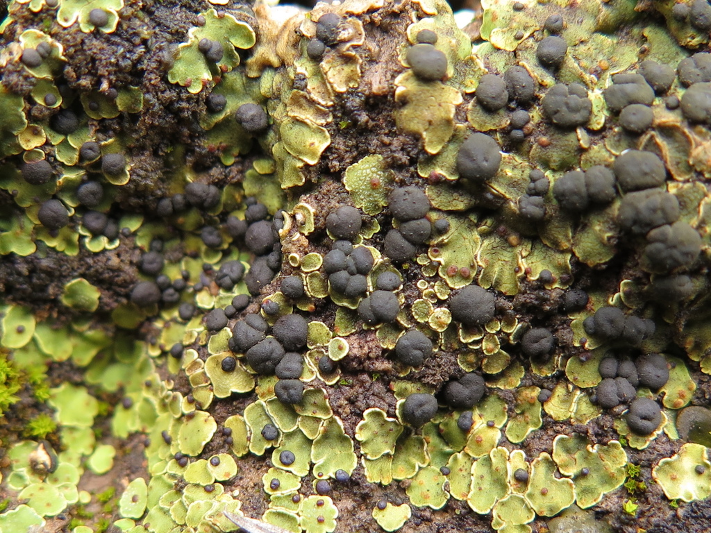 Psora icterica (Lichens of the U.S.A pt. 2) · iNaturalist