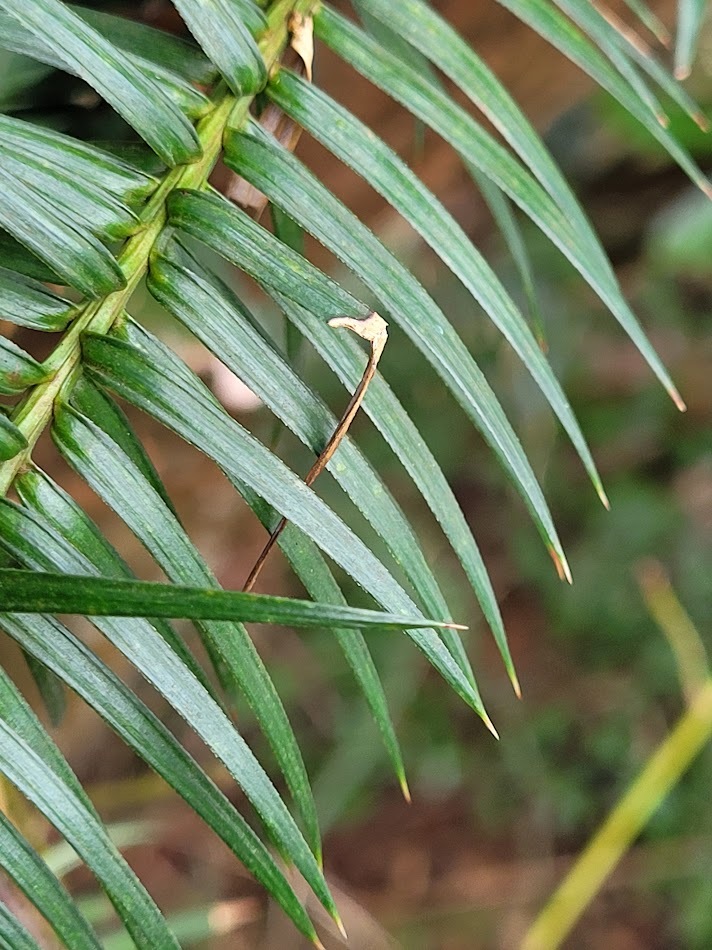 Cunninghamia lanceolata (Lamb.) Hook.