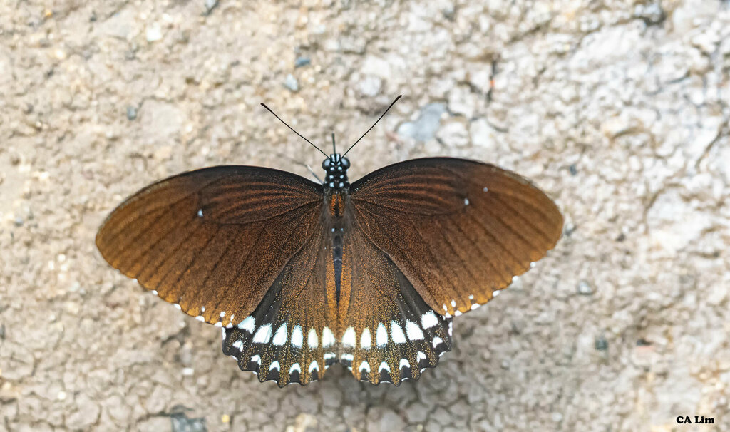Common Raven Butterfly from Na Pa, Mueang Phetchabun District ...