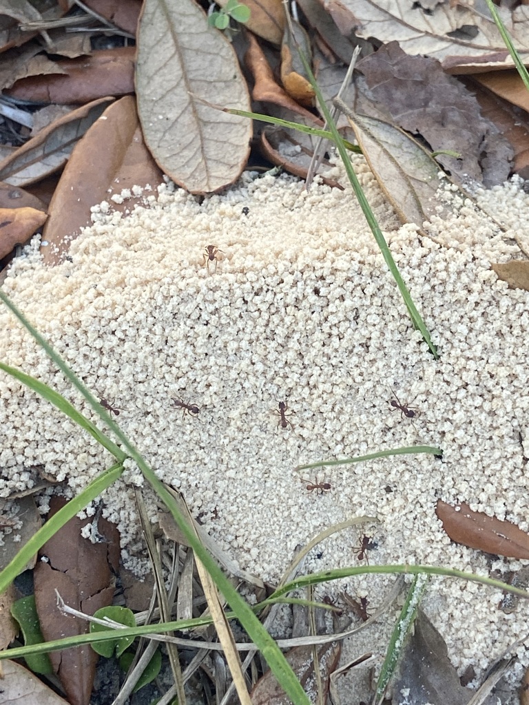 Northern Fungus-farming Ant from Tampa, FL, USA on March 06, 2023 at 06 ...