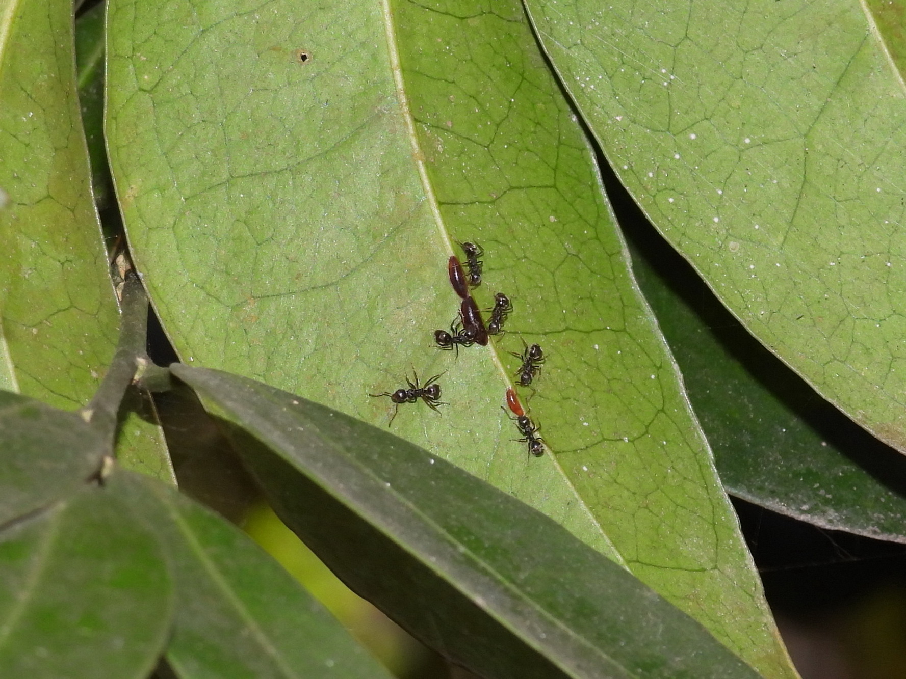 Dolichoderus thoracicus (Smith, 1860)