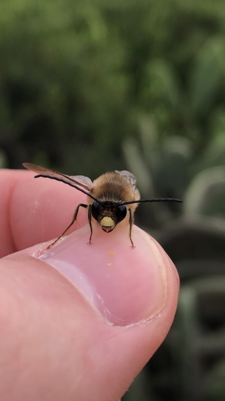 Eucera Scopoli, 1770