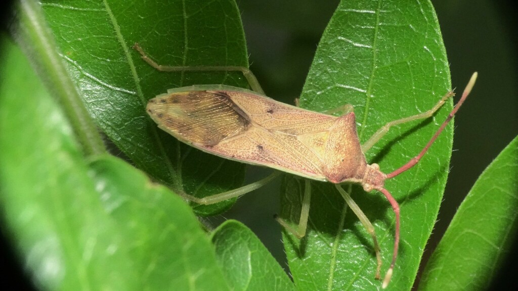 Homoeocerus serrifer from Tung, Maharashtra 412108, India on February ...