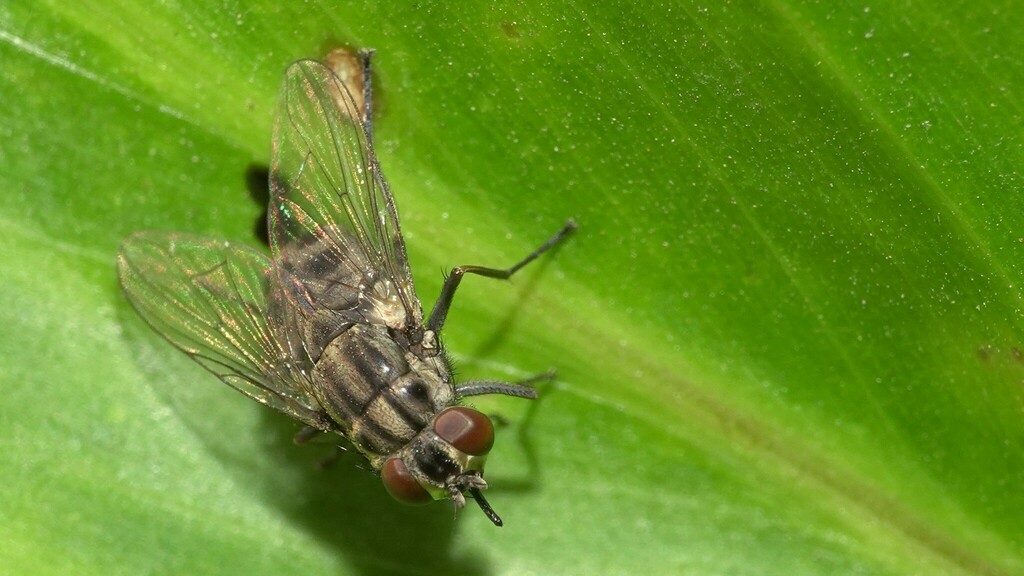 Stable Fly from Tung, Maharashtra 412108, India on February 24, 2023 at ...