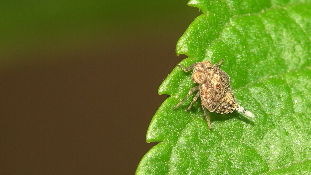 Issid Planthoppers from Tung, Maharashtra 412108, India on February 24 ...