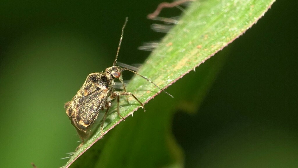 Charagochilus longicornis from Tung, Maharashtra 412108, India on ...