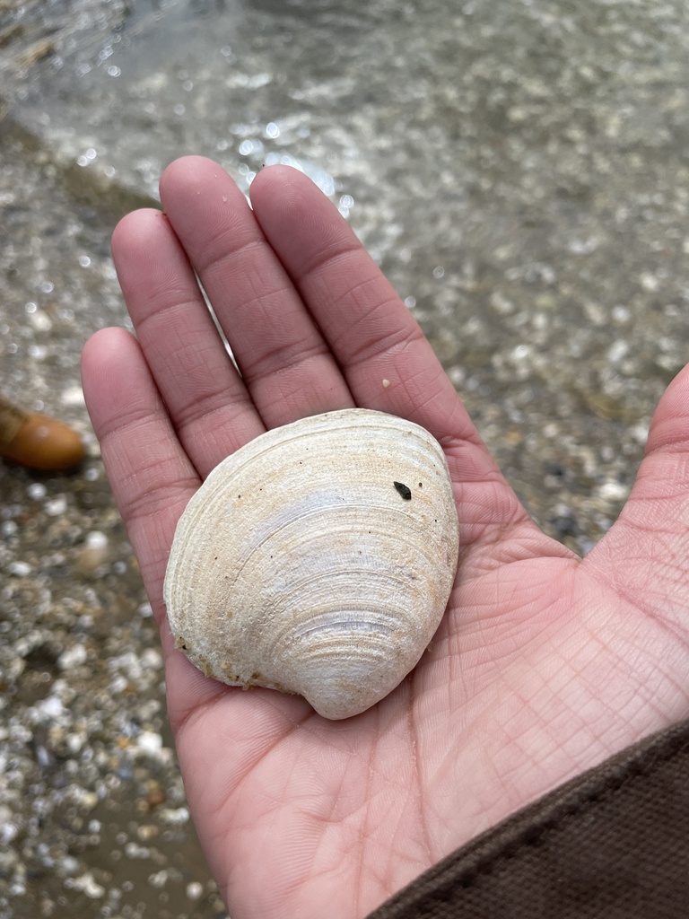 Northern Quahog from Norton Basin, New York, NY, US on March 7, 2023 at ...