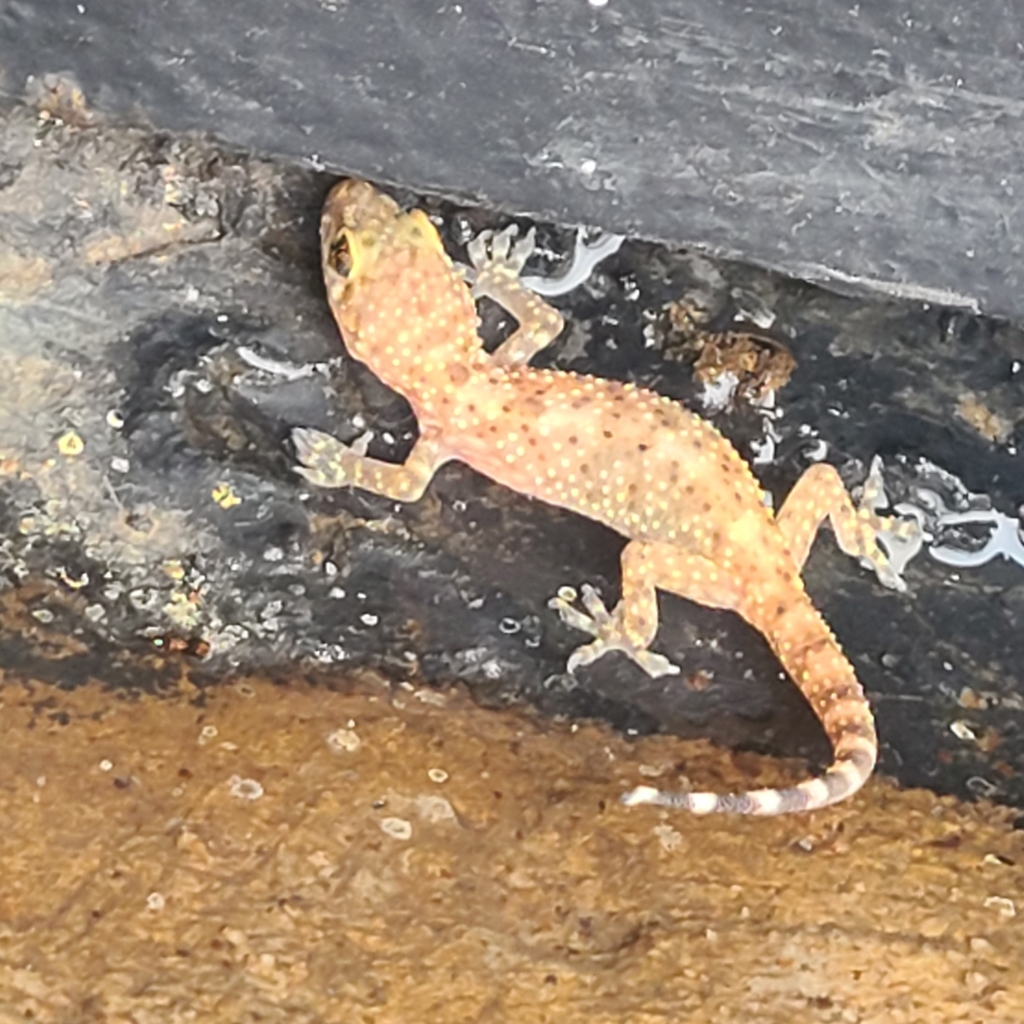 Mediterranean House Gecko from Brazosport College on March 07, 2023 at ...