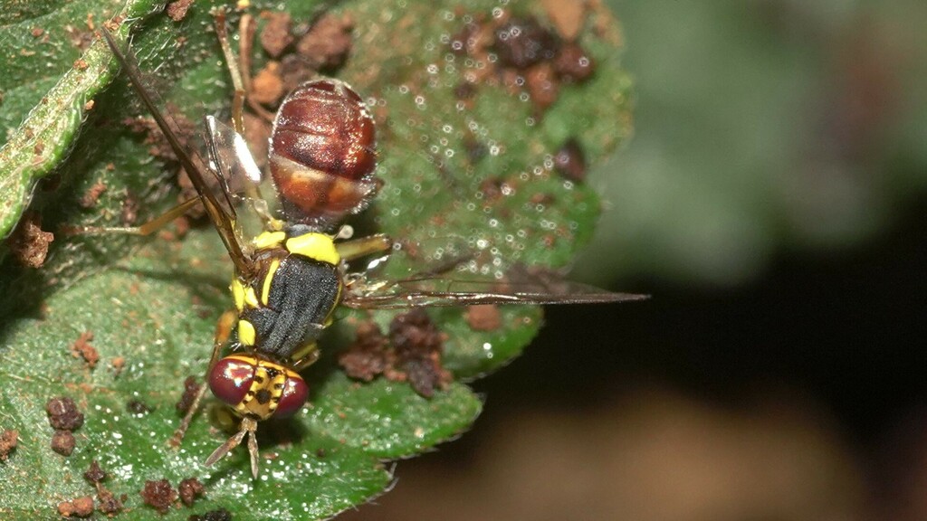 Malaysian Fruit Fly from Tung, Maharashtra 412108, India on February 25 ...