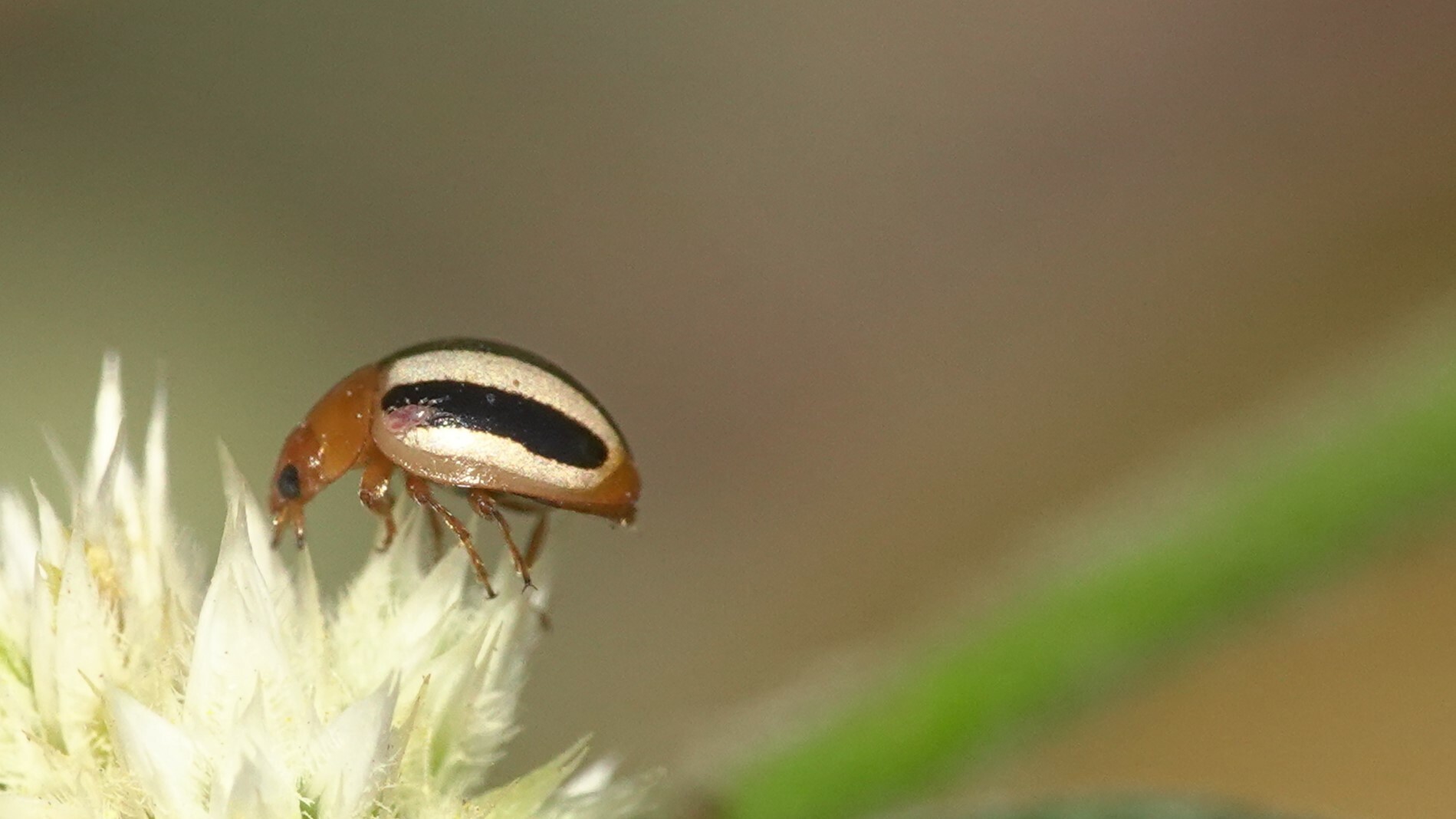 Brumoides E.A.Chapin, 1965