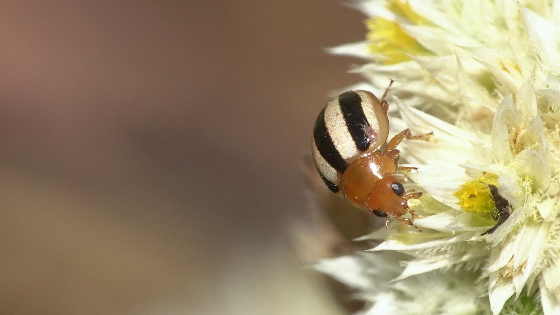 Brumoides E.A.Chapin, 1965