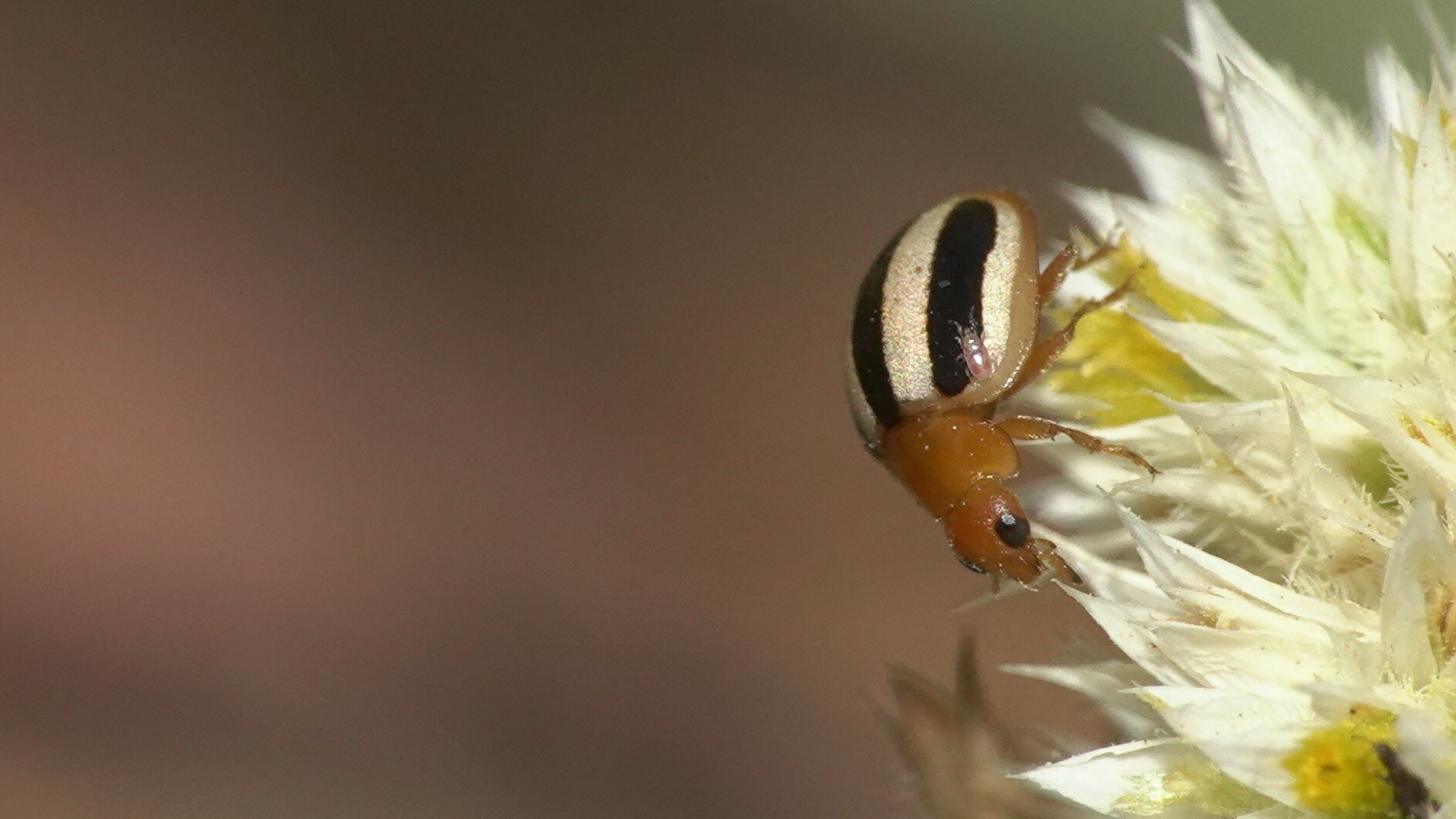 Brumoides E.A.Chapin, 1965