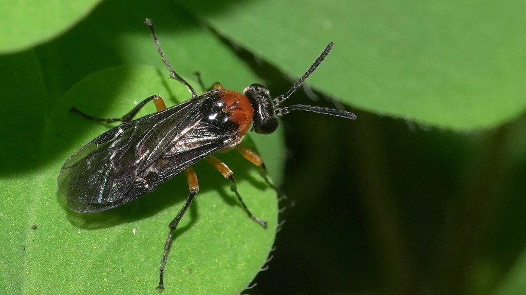 Athalia proxima from Tung, Maharashtra 412108, India on February 25 ...