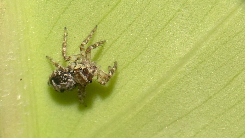 Thyene bivittata from Tung, Maharashtra 412108, India on February 25 ...