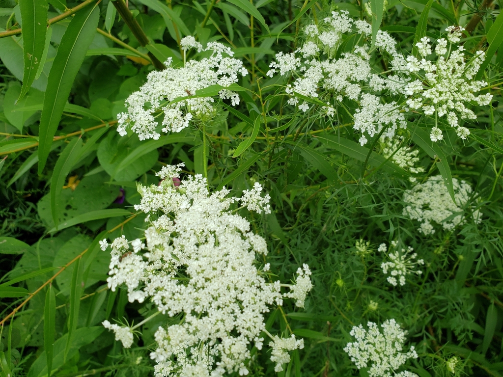wild carrot from Delhi, OH, USA on July 31, 2022 at 02:00 PM by ...