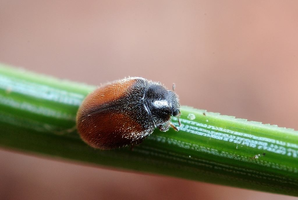 Pine Dusky Lady Beetle (Madeira Käfer) · iNaturalist