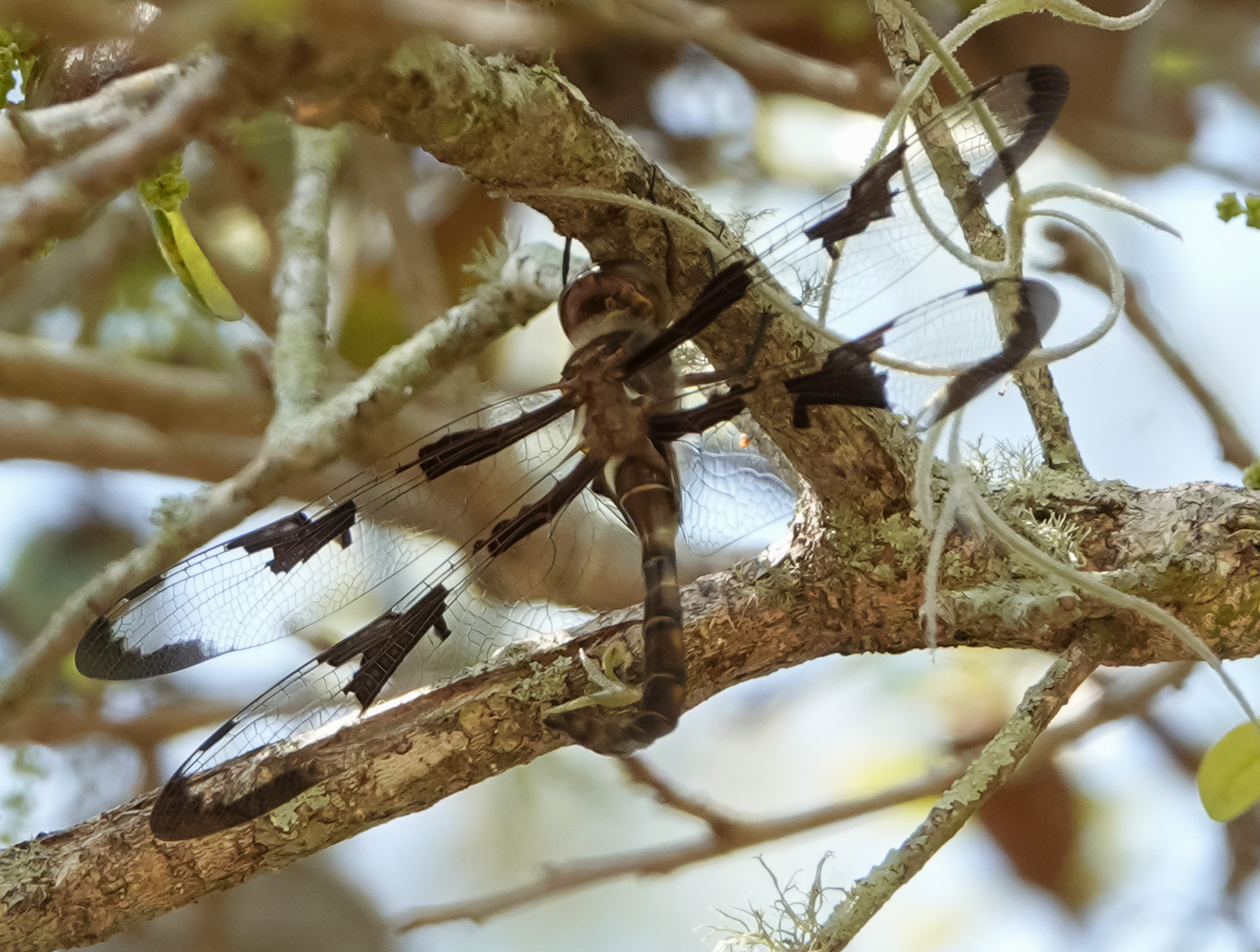 Epitheca princeps Hagen, 1861