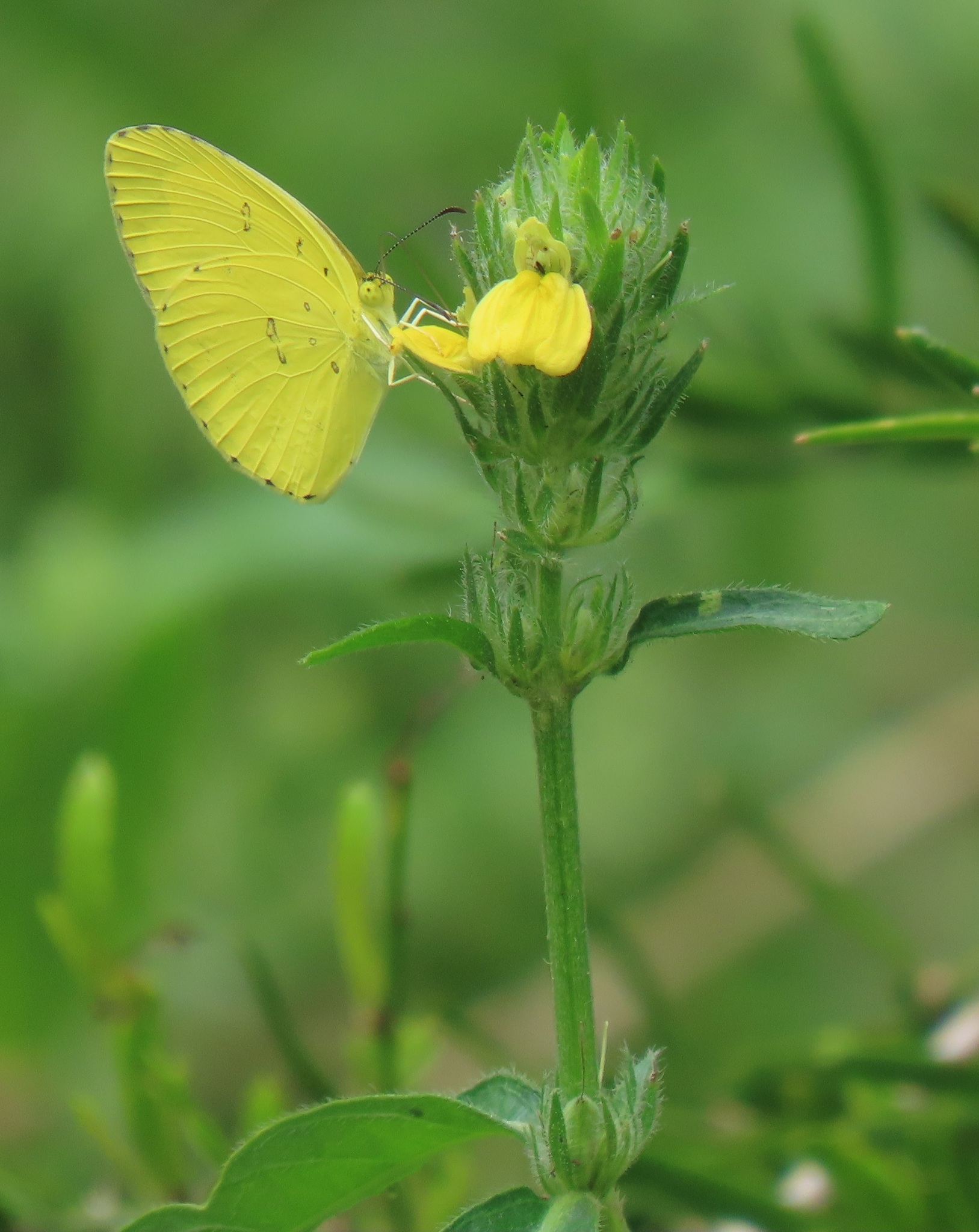 Justicia flava (Forssk.) Vahl