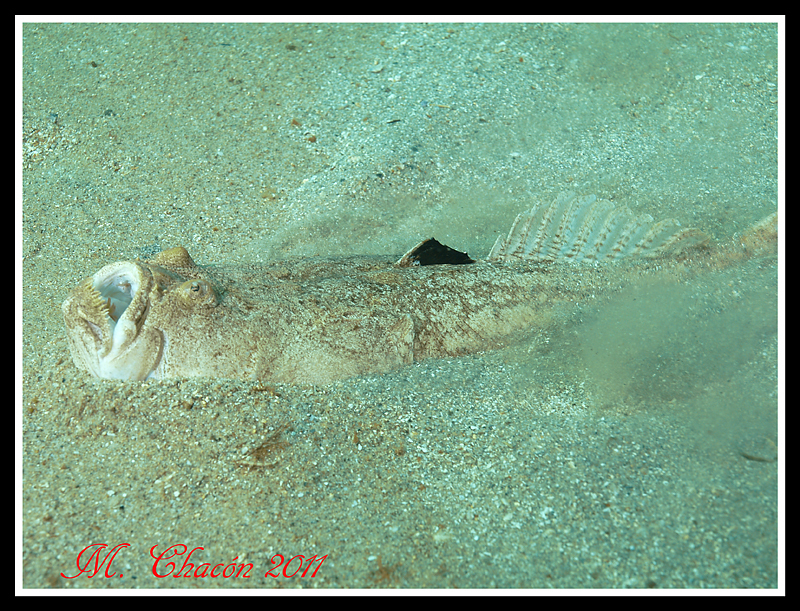 Atlantic Stargazer (Uranoscopus scaber) - Marine Life Identification