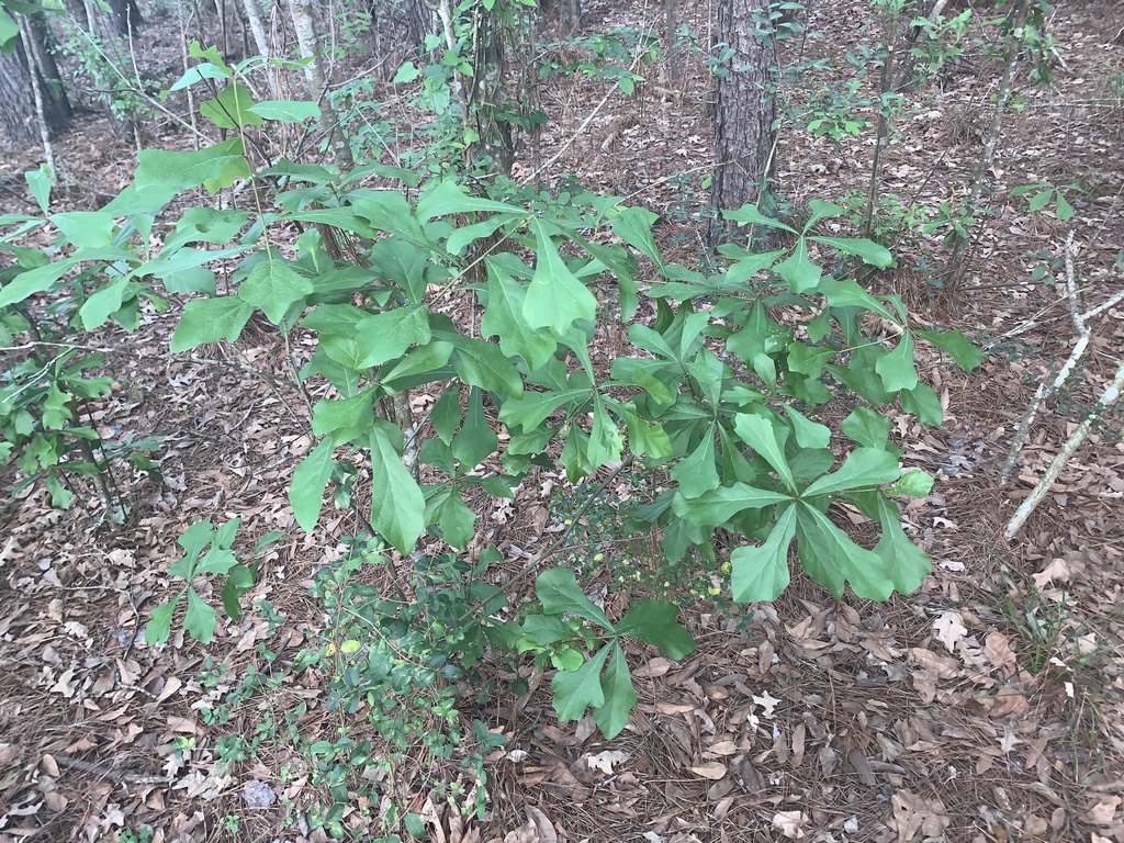 water oak from SH-35, Alvin, TX, US on March 6, 2023 at 05:29 PM by ...